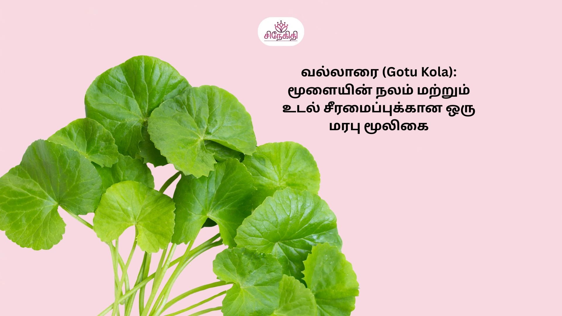 வல்லாரை (Gotu Kola): மூளையின் நலம் மற்றும் உடல் சீரமைப்புக்கான ஒரு மரபு ...